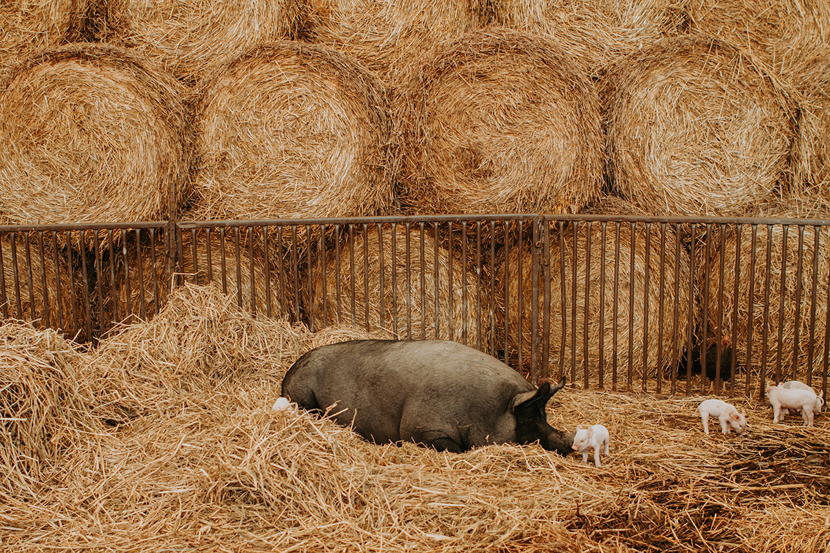 Hawthorne Valley Farm | Biodynamic Association