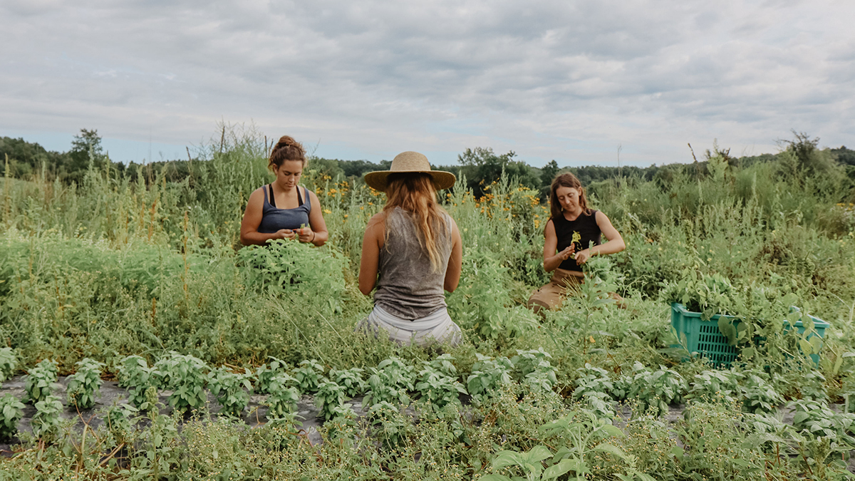 Hawthorne Valley Farm | Biodynamic Association