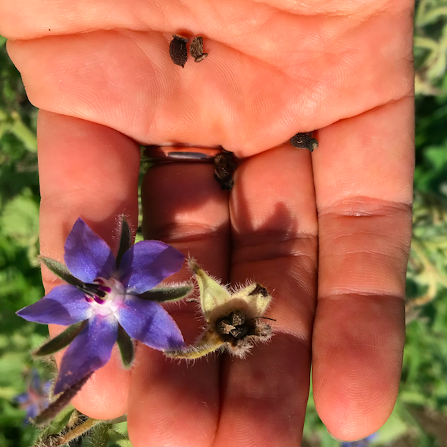 Turtle Tree Seeds | Biodynamic Association
