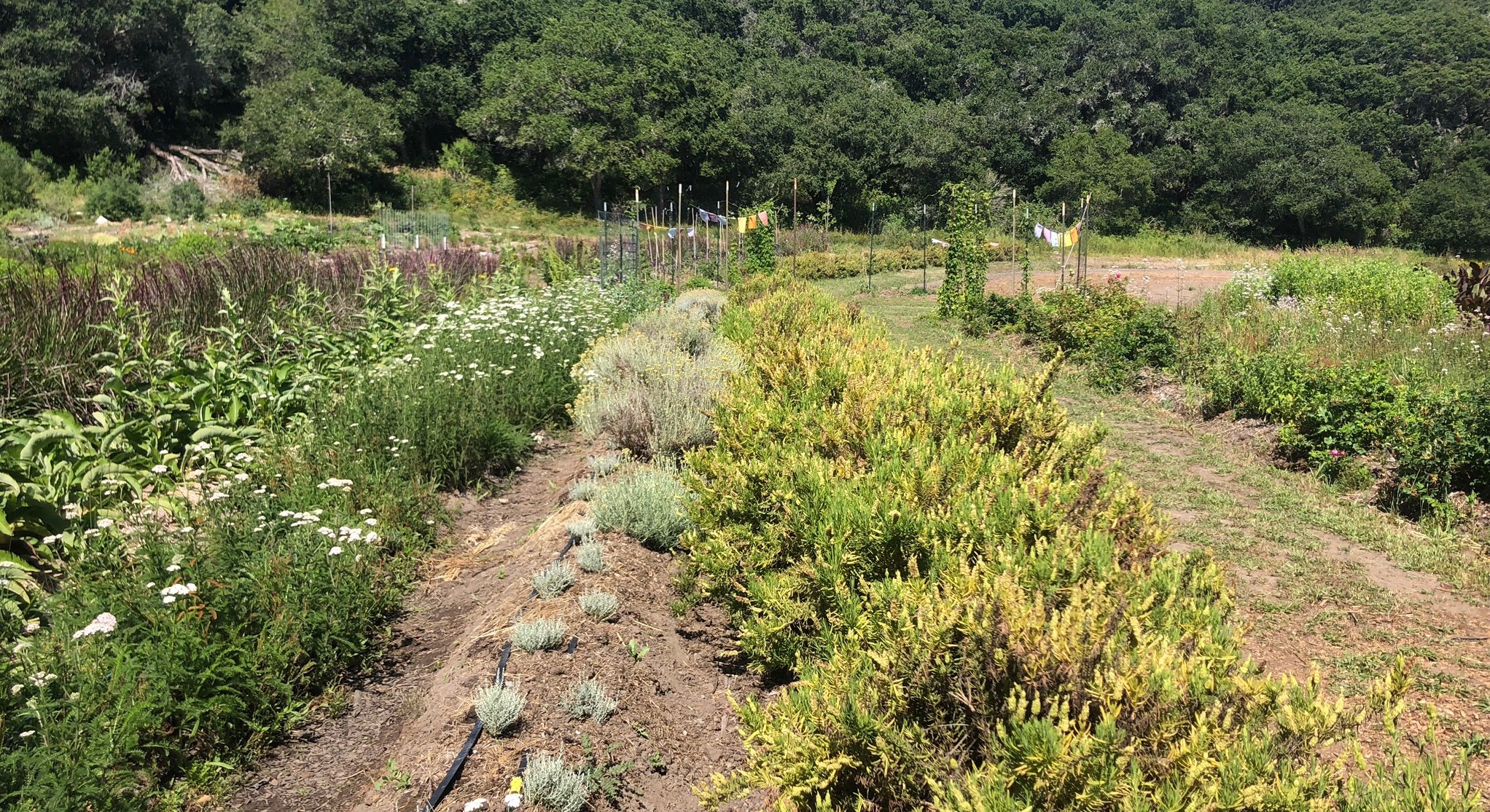Where Biodynamics Meets Plant Medicine | Biodynamic Association