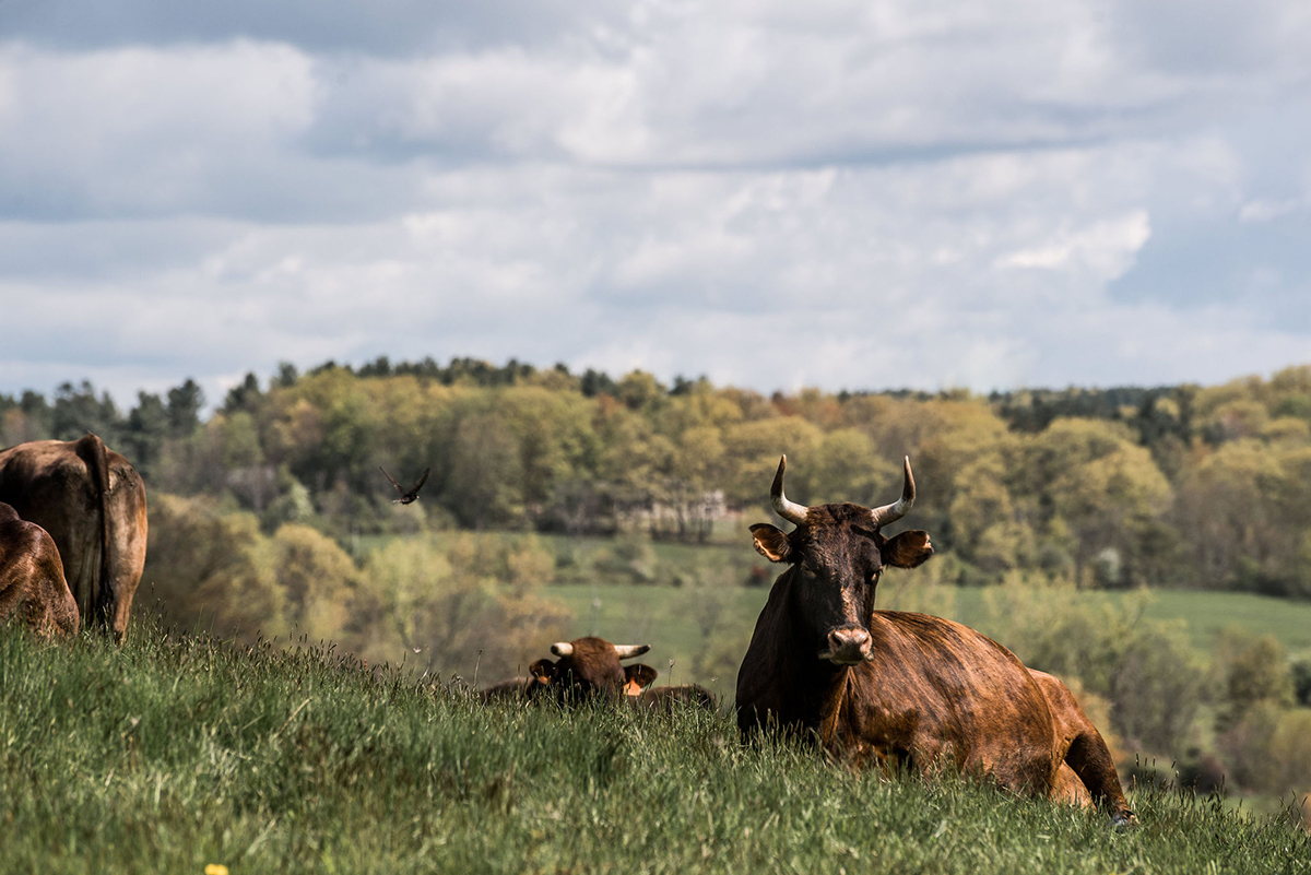 Hawthorne Valley Farm | Biodynamic Association