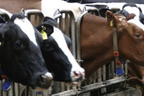 Biodynamic Association | Rethinking Agriculture